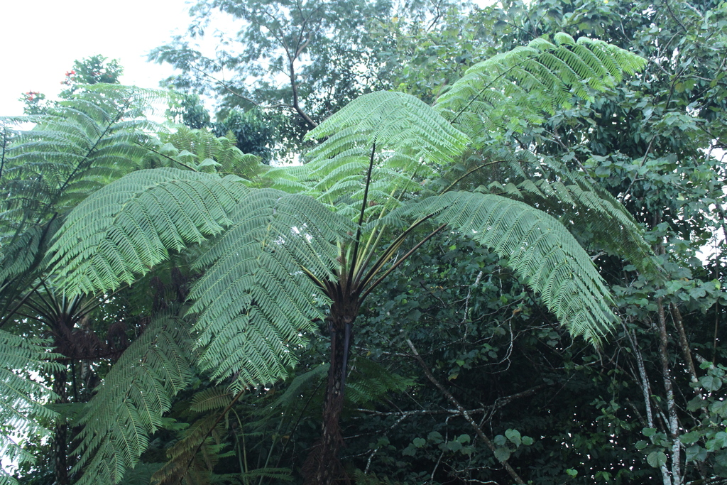 scaly tree ferns from Tuamasaga, Samoa on August 7, 2023 at 05:51 PM by ...