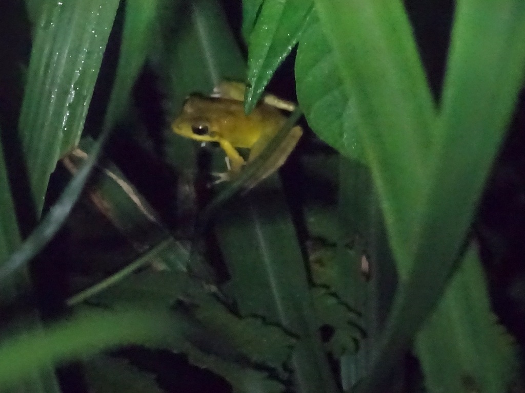Ryukyu Kajika Frog from Kuninao, Yamato, Oshima District, Kagoshima 894 ...