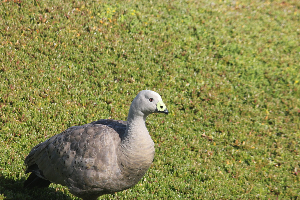 Cape Barren Goose from Summerlands VIC 3922, Australia on August 13 ...