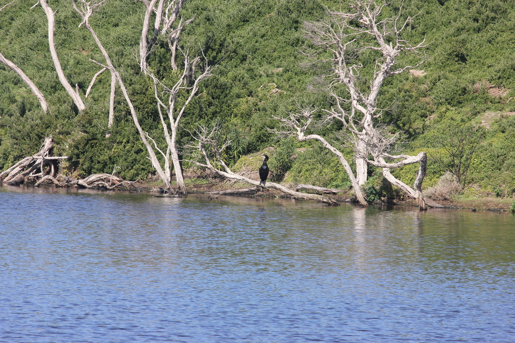 Great Cormorant from Ventnor VIC 3922, Australia on August 13, 2023 at ...
