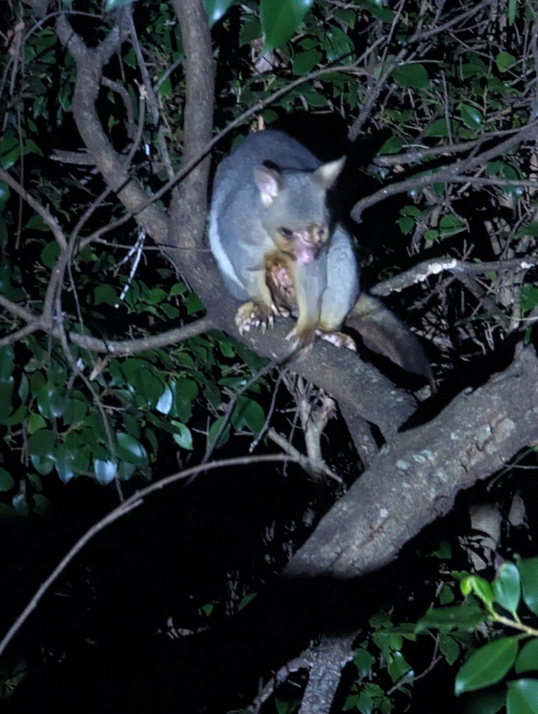 Common Brushtail Possum from Elanora QLD 4221, Australia on August 13 ...