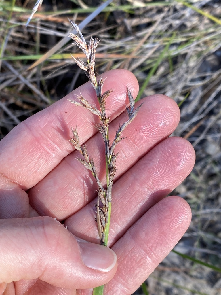 variable sword-sedge from Koala Bushland Coordinated Conservation Area ...