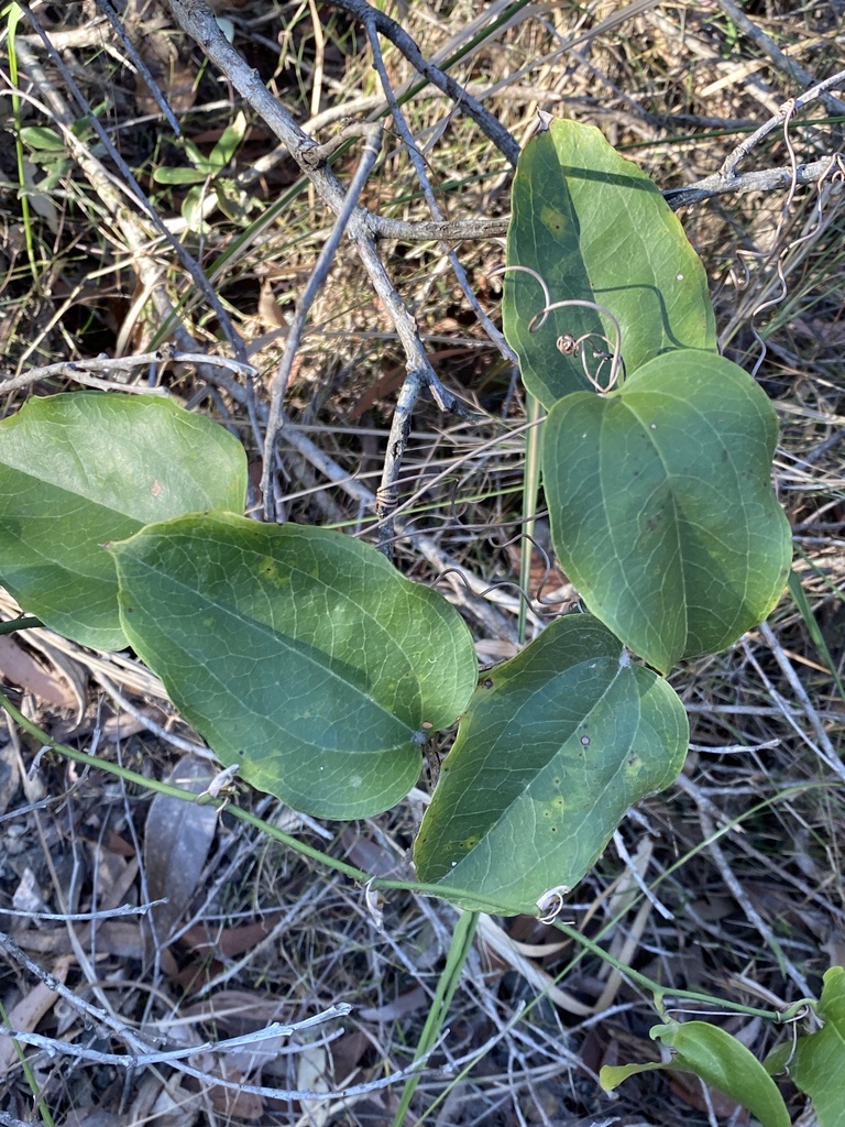 Austral Sarsaparilla from Koala Bushland Coordinated Conservation Area, Daisy Hill, QLD, AU on ...