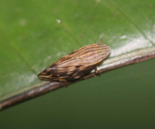 Clovia margheritae · iNaturalist