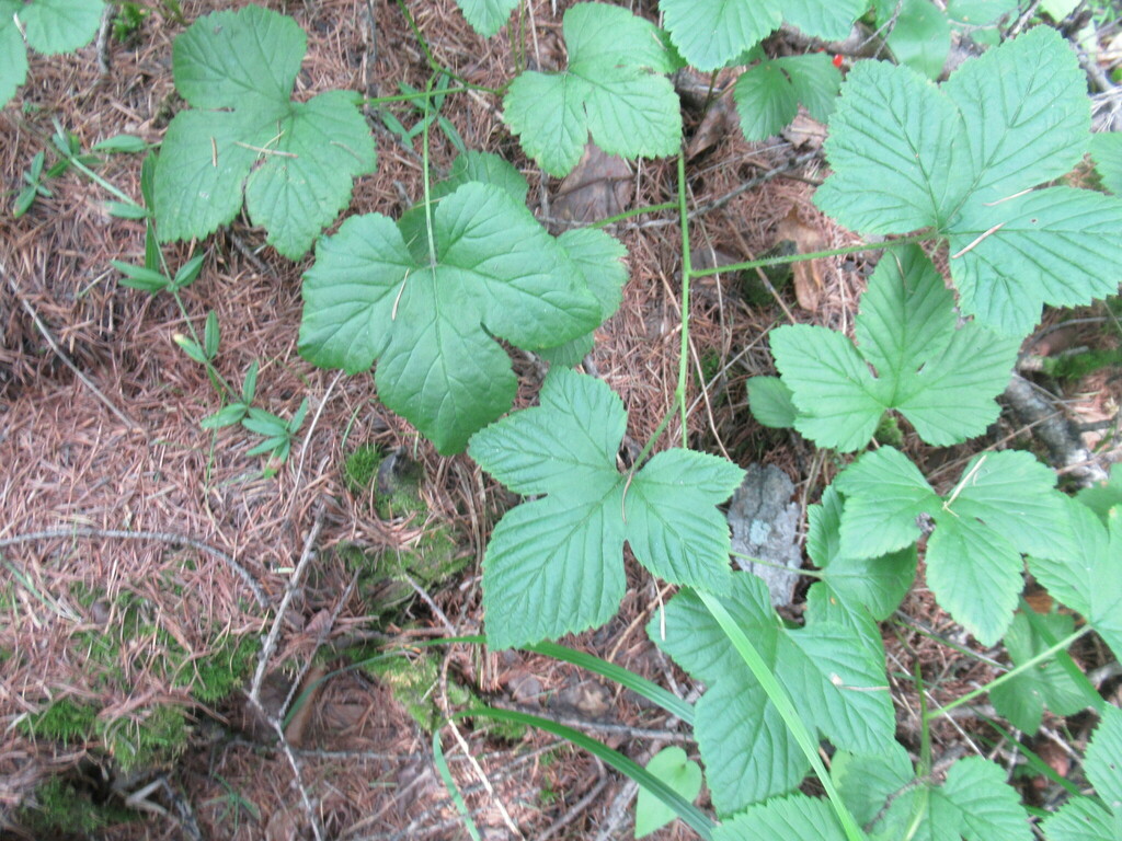 Rubus humulifolius from Усольский р-н, Иркутская обл., Россия on August ...