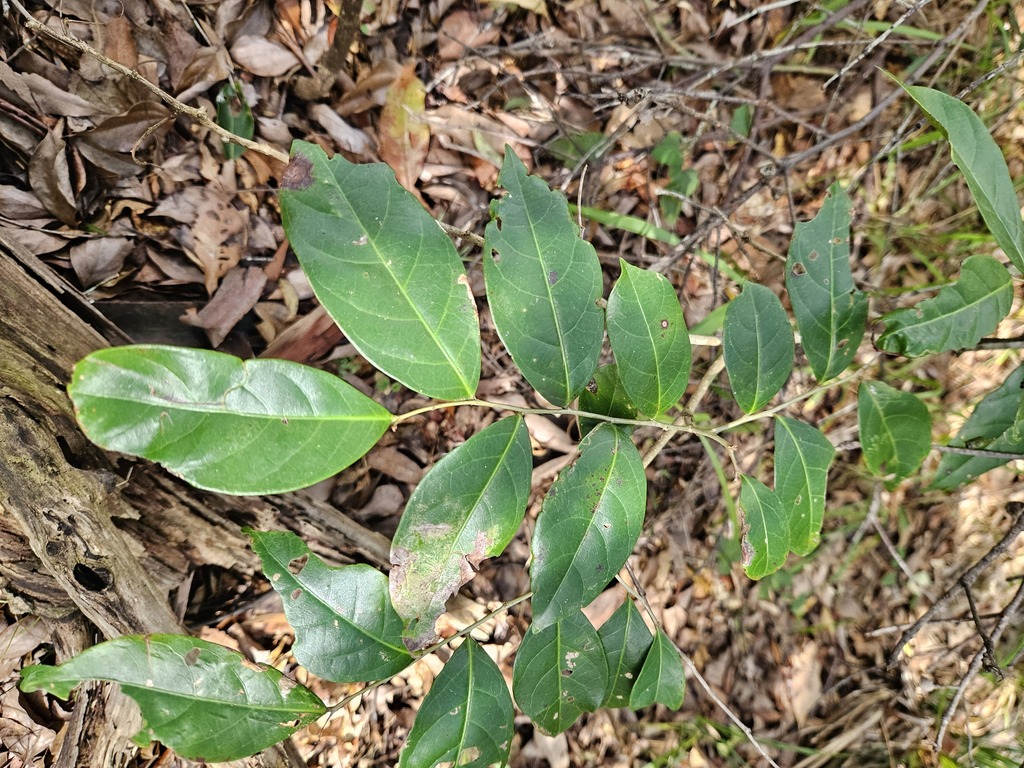 Cheese Tree from Pomona QLD 4568, Australia on August 2, 2023 at 11:59 ...