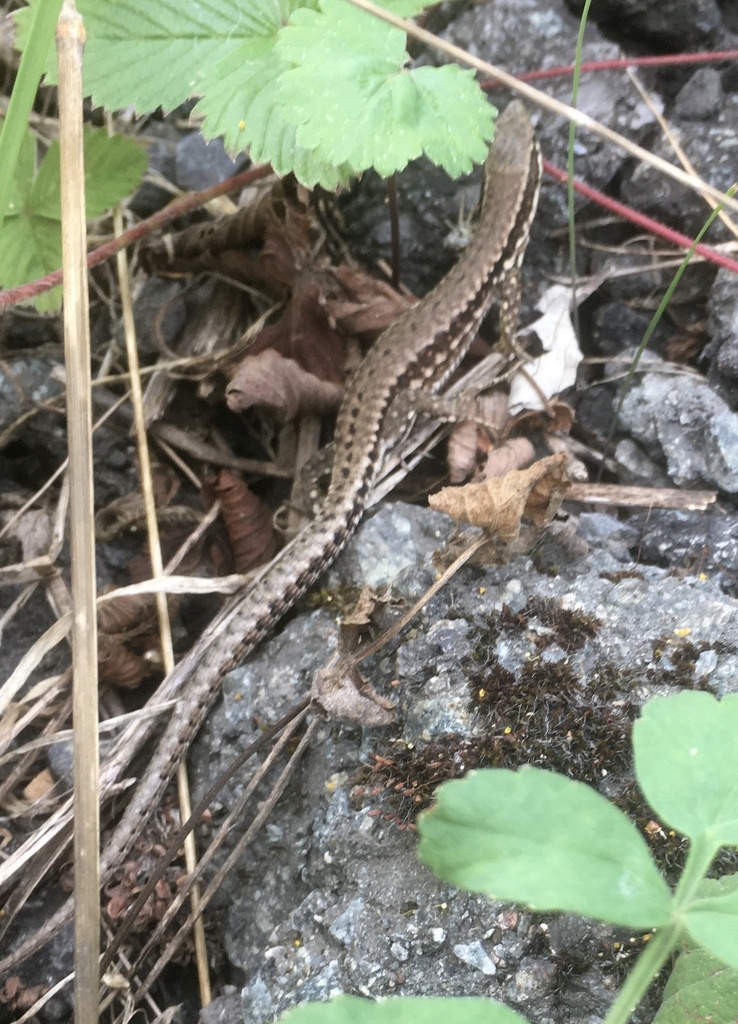 Common Wall Lizard from Avenue Paul Plouviez, Divion, Hauts-de-France ...