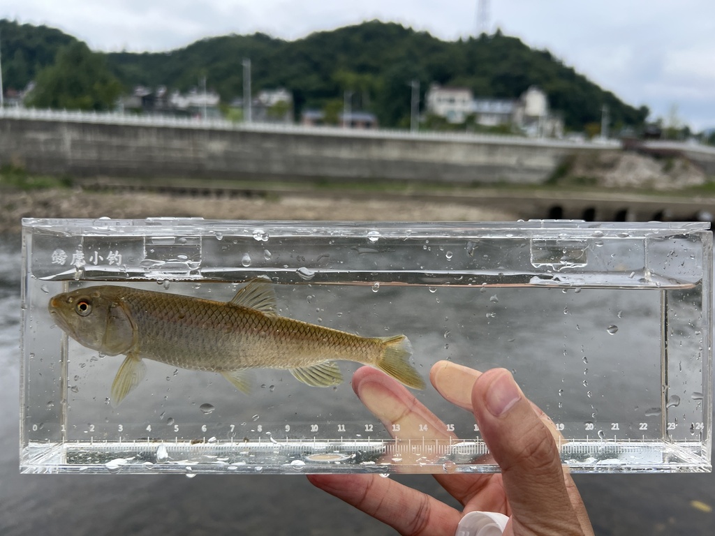 Opsariichthys bidens from 金寨县, 六安市, 安徽省, CN on August 13, 2023 at 02:38 ...