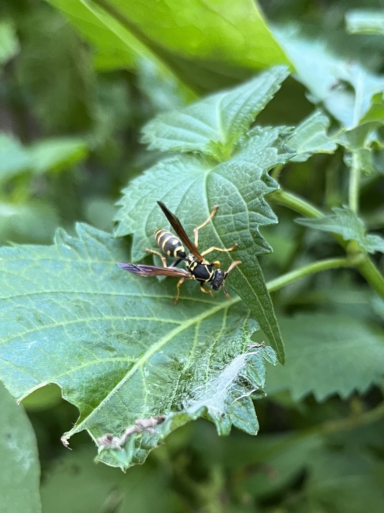 Asian Paper Wasp in August 2023 by mako328 · iNaturalist