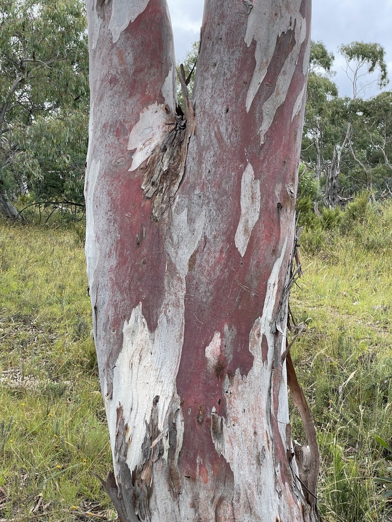 Eucalyptus rubida rubida from Omeo VIC 3898, Australia on February 2, 2022 at 01:39 PM by Dean ...