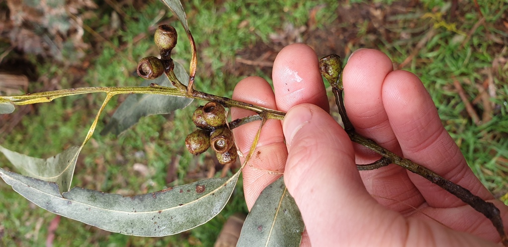 mountain grey gum from Seville VIC 3139, Australia on August 13, 2023 ...