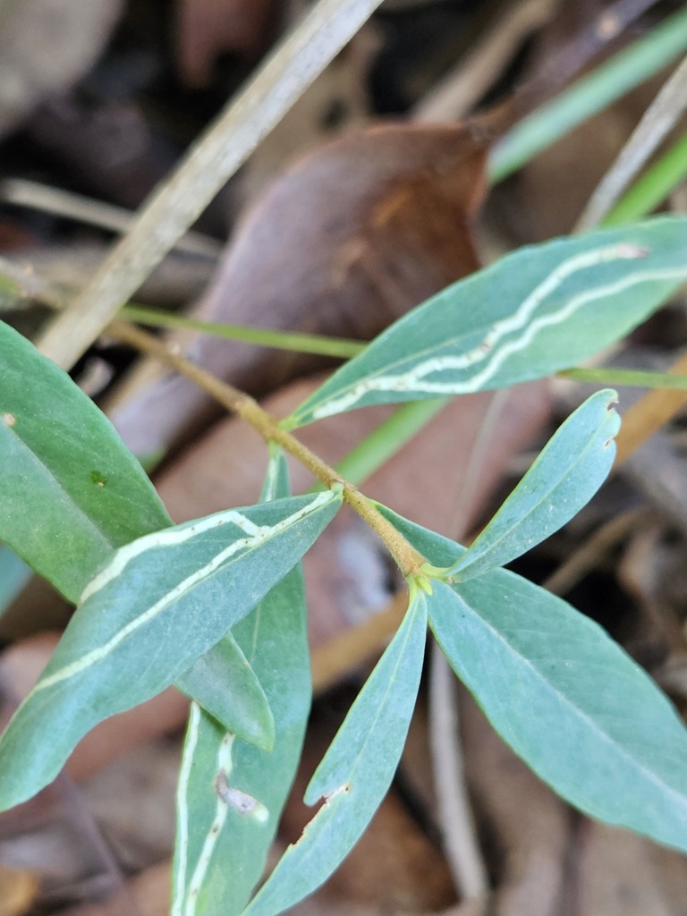 Bootlace Plant from Pomona QLD 4568, Australia on August 2, 2023 at 02: ...