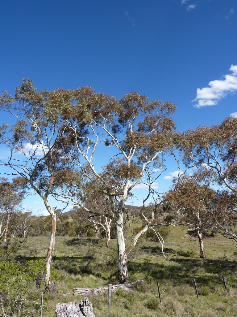 Eucalyptus rubida rubida from Cootralantra NSW 2628, Australia on ...