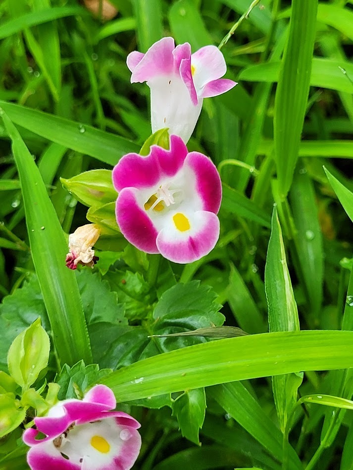 wishbone flower from 十八尖山 on July 5, 2022 at 07:00 PM by 郭伯川 · iNaturalist