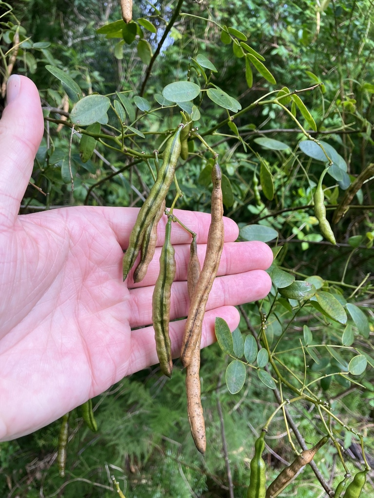 Christmas Senna from Shell Cove, NSW, AU on August 13, 2023 at 10:18 AM ...