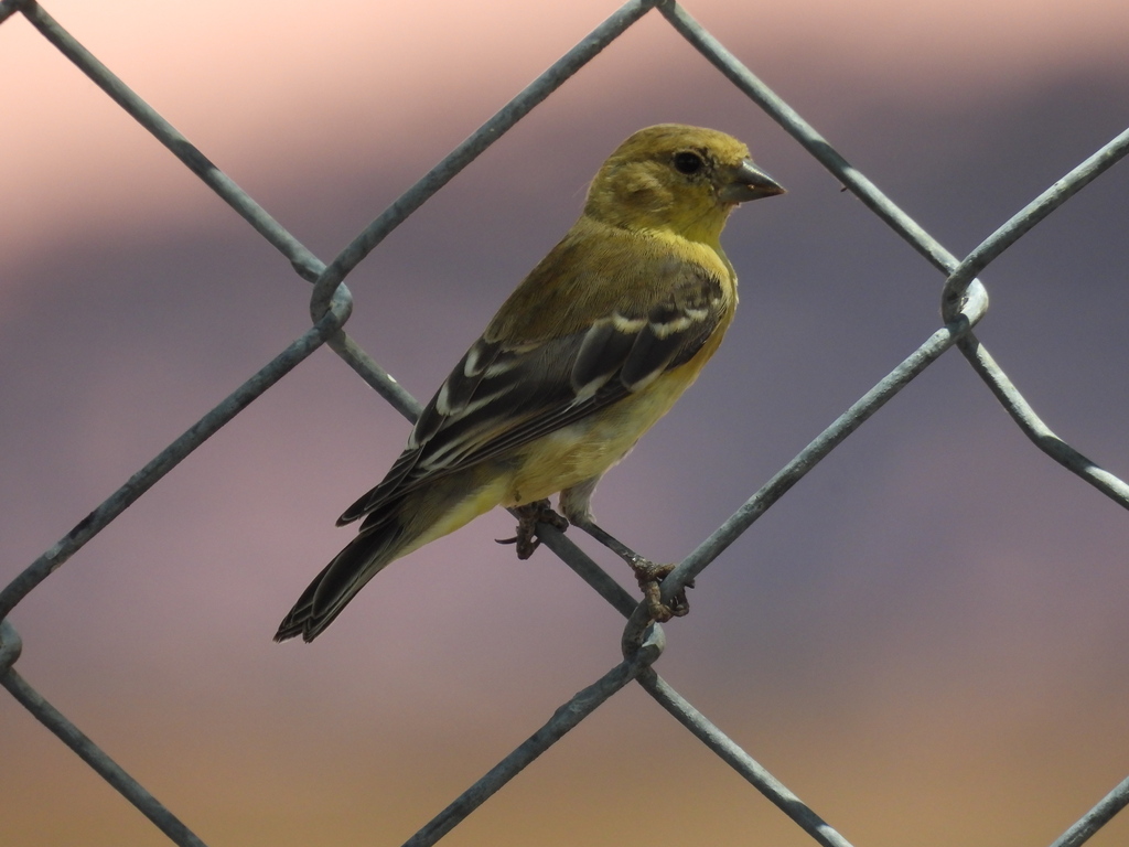 Lesser Goldfinch from Mason County, TX, USA on August 7, 2023 at 02:15 ...