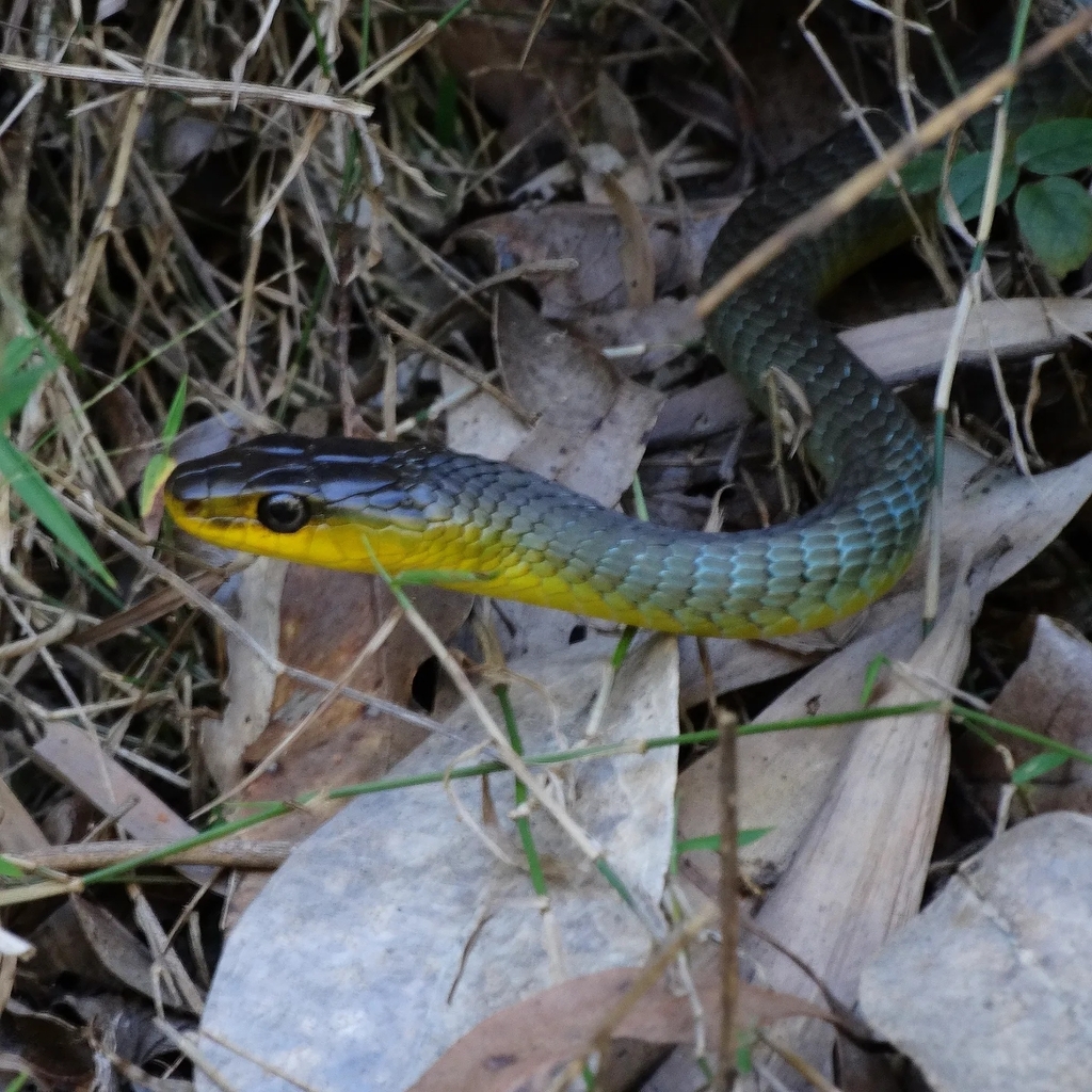 Common Tree Snake from Enoggera Reservoir QLD 4520, Australia on August ...