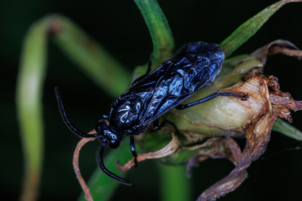 Azalea Argid Sawfly from 中国浙江省舟山市定海区 on August 10, 2023 at 08:17 PM by ...