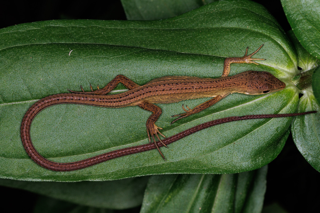 China Grass Lizard from 中国浙江省舟山市定海区 on August 10, 2023 at 08:39 PM by ...
