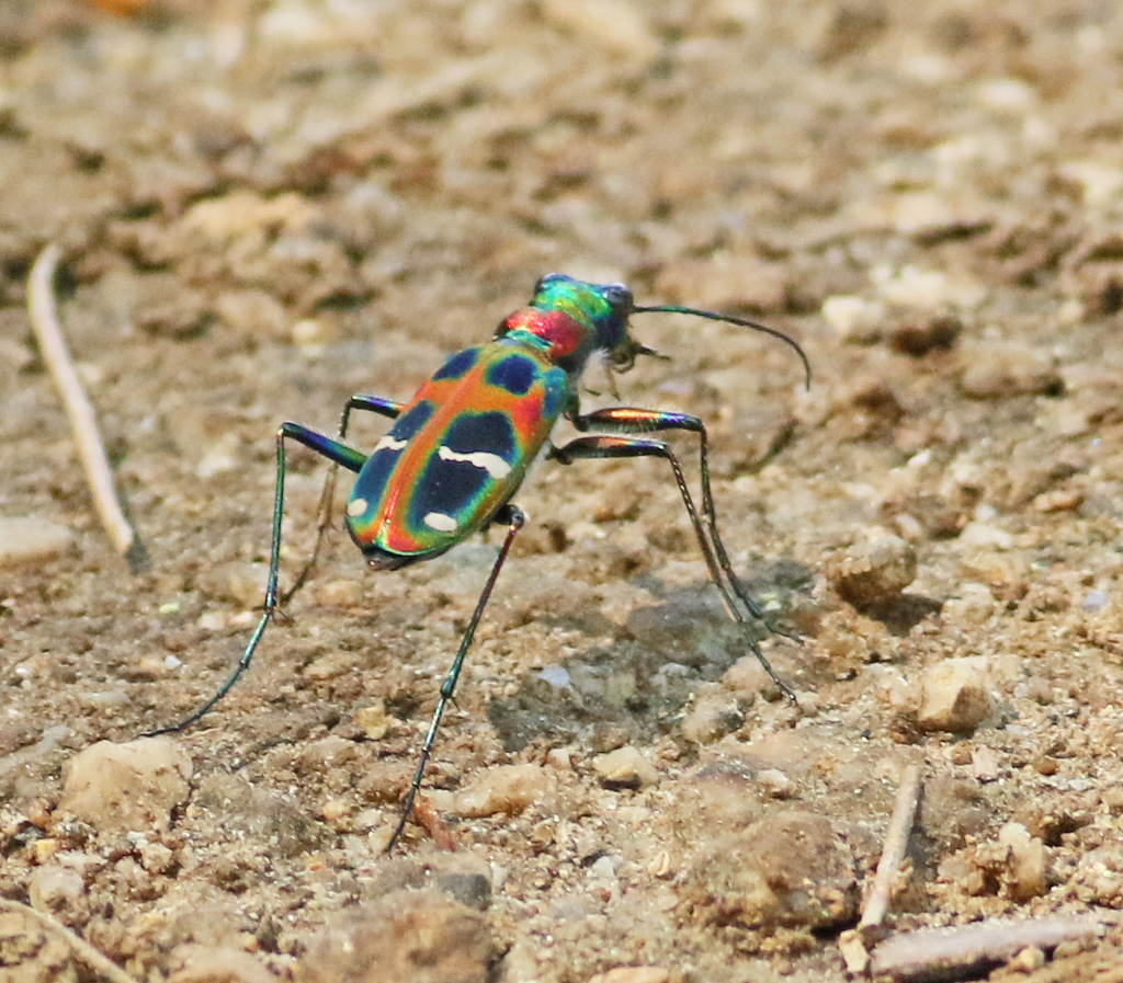 East Asian Tiger Beetle from Ongjin-gun, Incheon, South Korea on May 23 ...