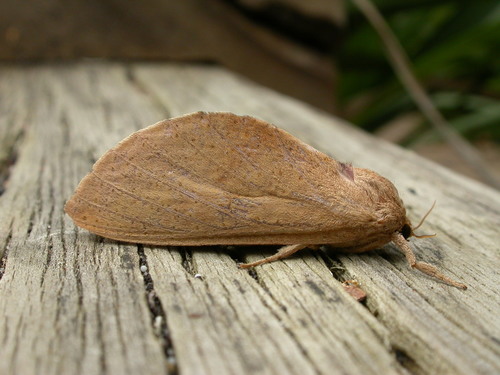 Elhamma australasiae · iNaturalist