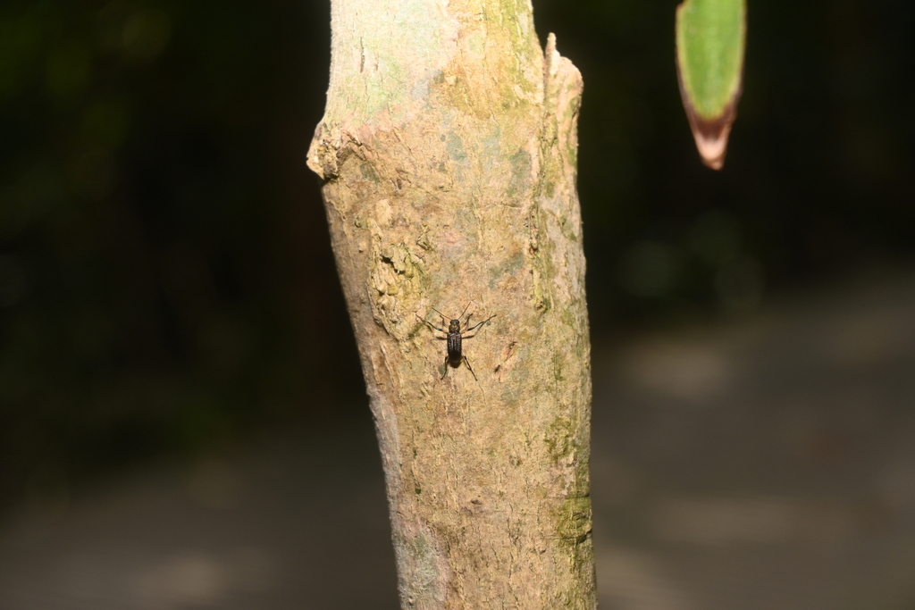 Strongylium from Central Water Catchment, Singapore on August 9, 2023 ...