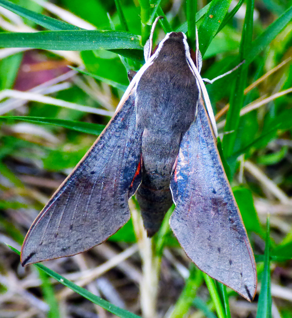 Coprosma Hawk Moth from Cape Portland TAS 7264, Australia on November 9 ...