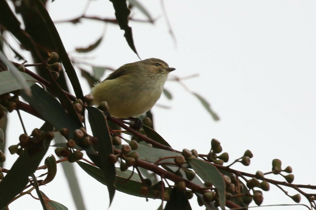 Weebill from Geoscience Australia, Symonston, ACT, Australia on August 13, 2023 at 01:08 PM by ...