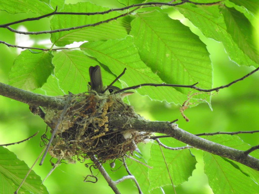 Acadian Flycatcher from Glencarlyn, Arlington, VA, USA on June 11, 2023 ...
