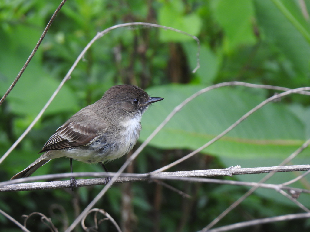 Eastern Phoebe from Glencarlyn, Arlington, VA, USA on June 14, 2023 at ...