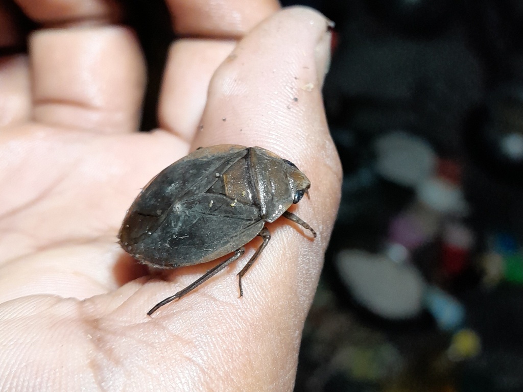 Diplonychus from Uttar paschimpara, Namkhana, West Bengal, India on ...
