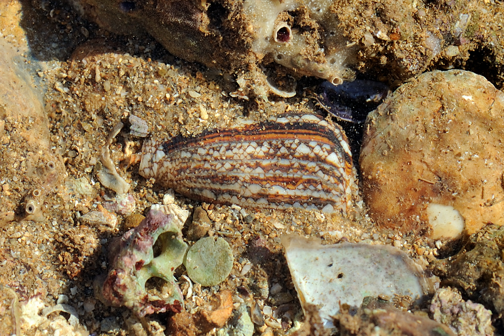 Queen Victoria Cone from Port Hedland on August 7, 2023 at 08:55 AM by ...