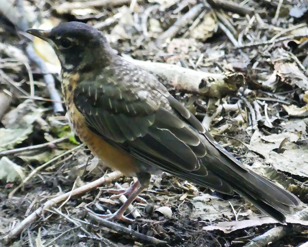 American Robin from Brookline, MA, USA on August 11, 2023 at 06:02 PM ...