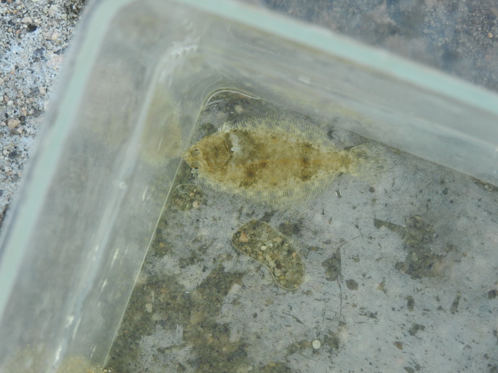 Winter Flounder from Westerly, RI, USA on July 6, 2023 at 10:53 AM by ...