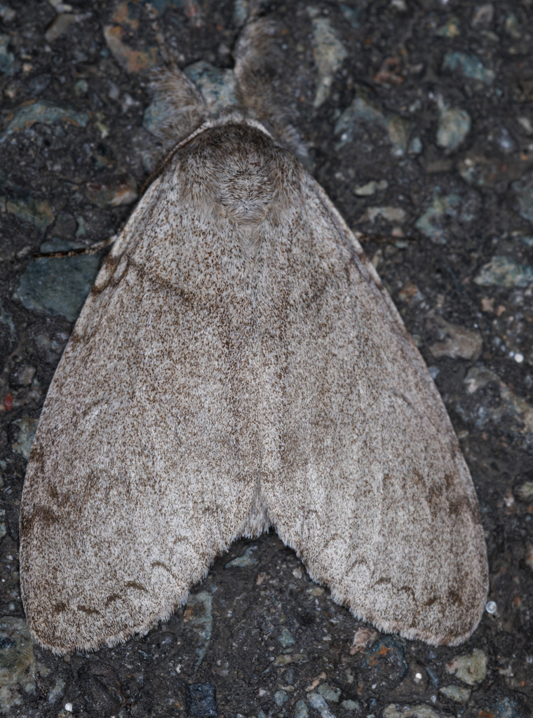 Calliteara lunulata from 中国浙江省宁波市奉化区 on August 12, 2023 at 08:38 PM by ...
