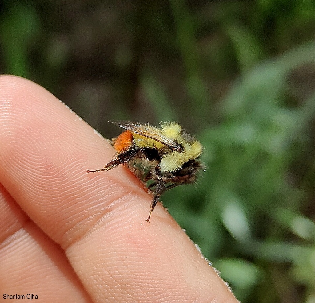 Kashmir Bumble Bee from Garhwal Division, Uttarakhand, India on August ...