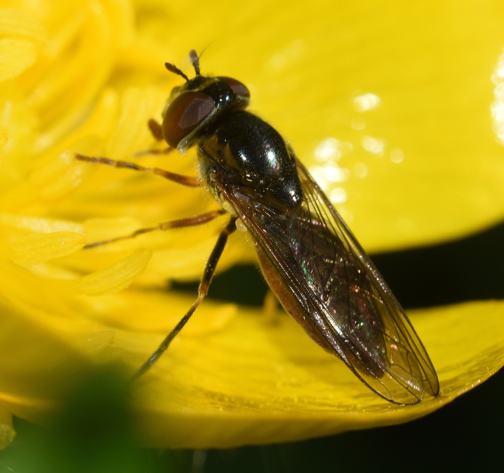 Typical Hover Flies from Commons, Co. Wicklow, Ireland on May 5, 2023 ...
