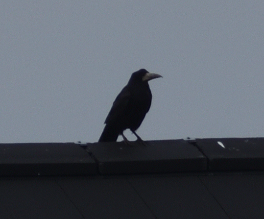 Rook from Hazelbrook Rise, Co. Wicklow, Ireland on May 3, 2023 at 05:01 ...