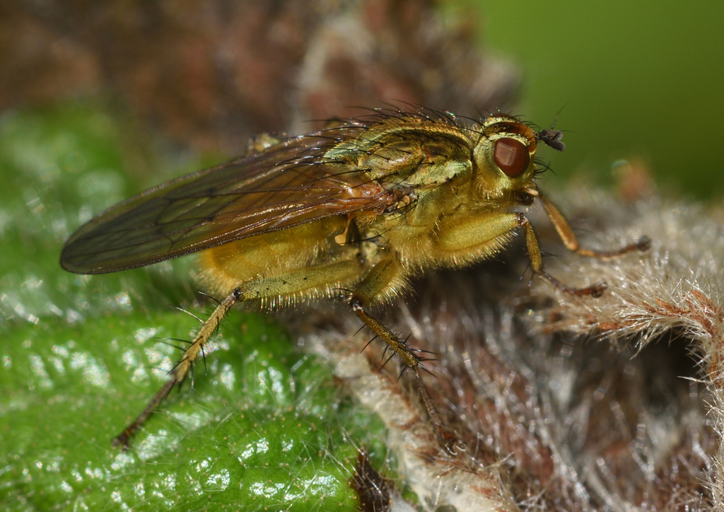 Golden Dung Fly from Commons, Co. Wicklow, Ireland on May 5, 2023 at 05 ...