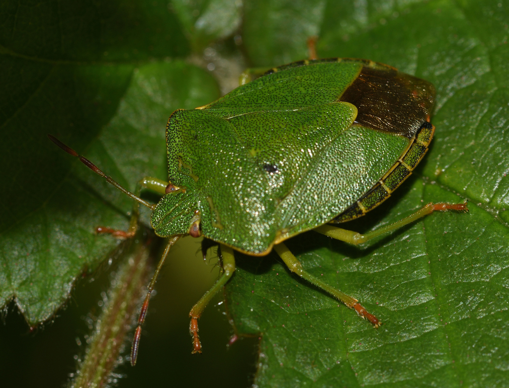 Green Shield Bug from Commons, Co. Wicklow, Ireland on May 5, 2023 at ...