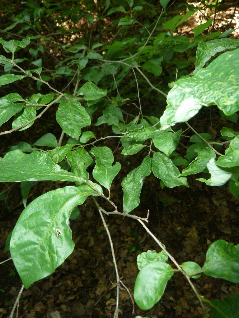 Laurel wilt from Blount County, TN, USA on August 12, 2023 at 10:05 AM ...