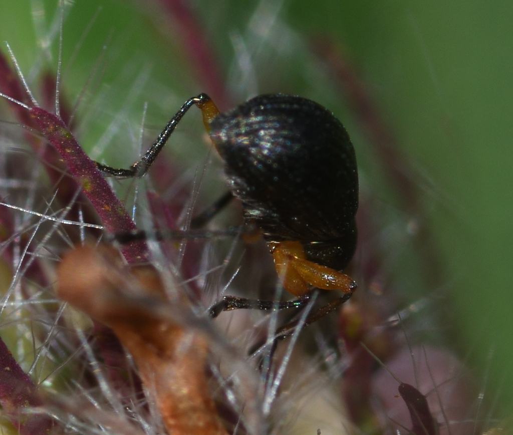 Protapion apricans from Commons, Co. Wicklow, Ireland on May 5, 2023 at ...