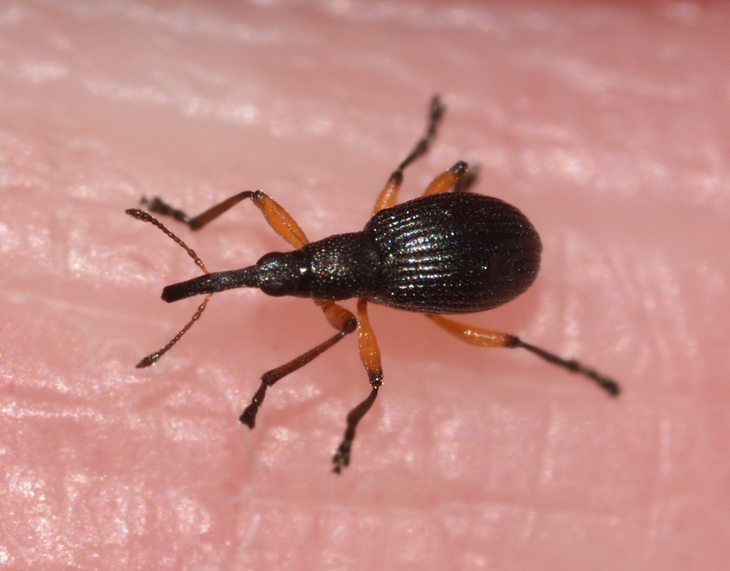 Protapion apricans from Commons, Co. Wicklow, Ireland on May 5, 2023 at ...