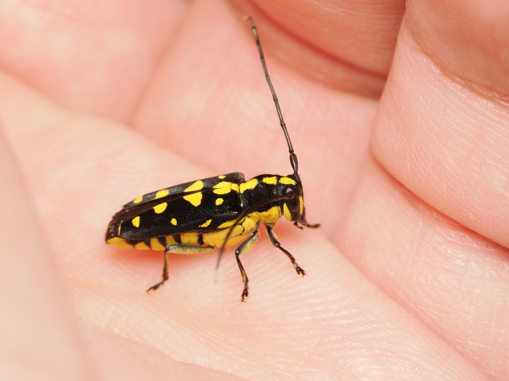 Glenea centroguttata from 台灣台中市 on August 13, 2023 at 11:02 AM by 尤冠智 ...