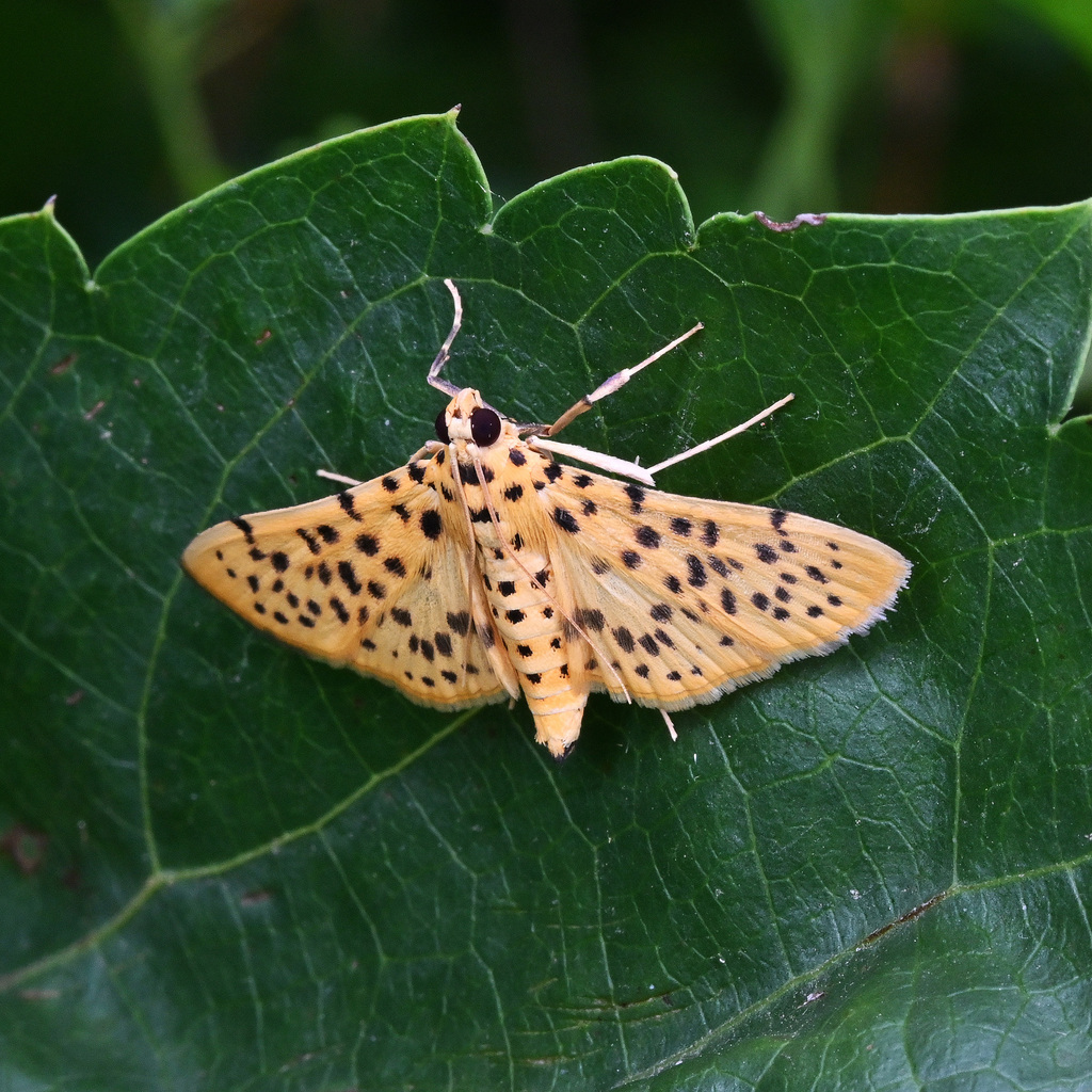 Yellow Peach Moth from 中国北京市海淀区 on August 9, 2023 at 01:00 PM by Yushi ...