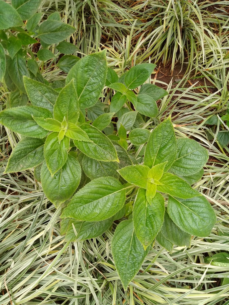 Ecklon spurflower from Groblersdal, 0470, South Africa on July 22, 2023 ...