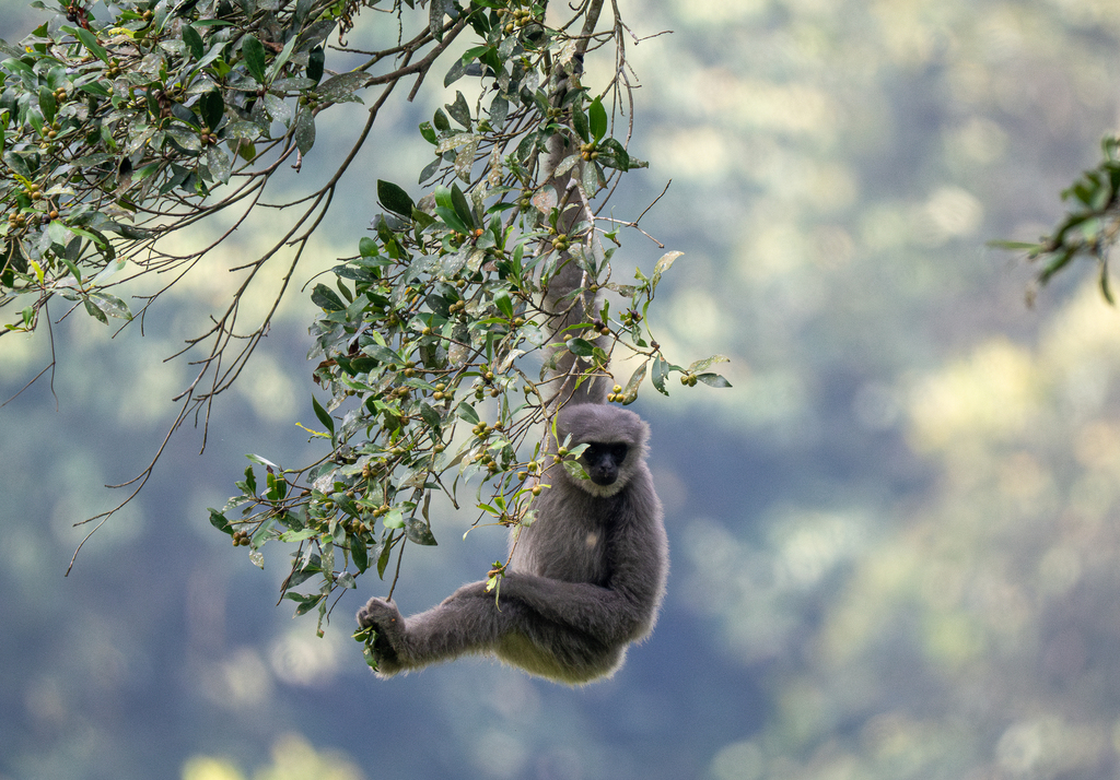 Javan Gibbon in June 2023 by Forest Botial-Jarvis · iNaturalist
