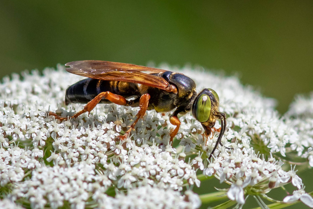 Sand-loving Wasps from Derry, NH, USA on August 11, 2023 at 01:03 PM by ...
