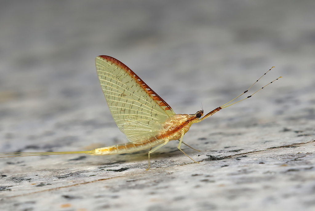 Potamanthus formosus from 中国广东省韶关市乳源瑶族自治县 on August 4, 2023 at 09:51 PM ...
