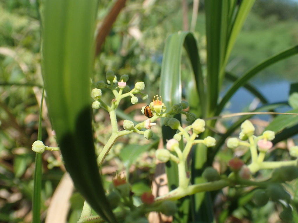 Micraspis kiotoensis in August 2023 by hakkahamushi · iNaturalist